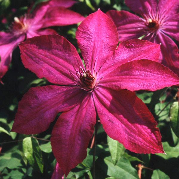 W・S・カリック（ジャックマニー系/遅咲き大輪系）